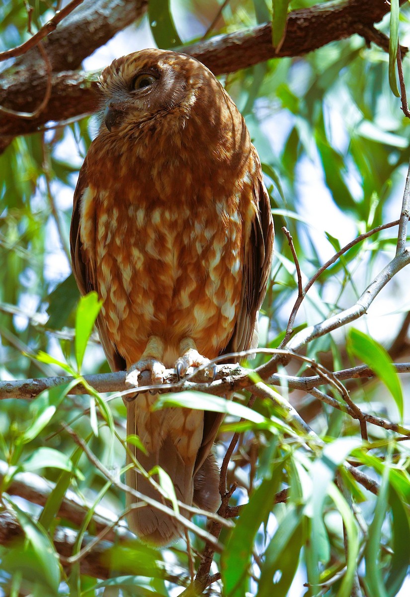 eBird Checklist - 12 Nov 2025 - Toohey Forest Conservation Park - 1 species