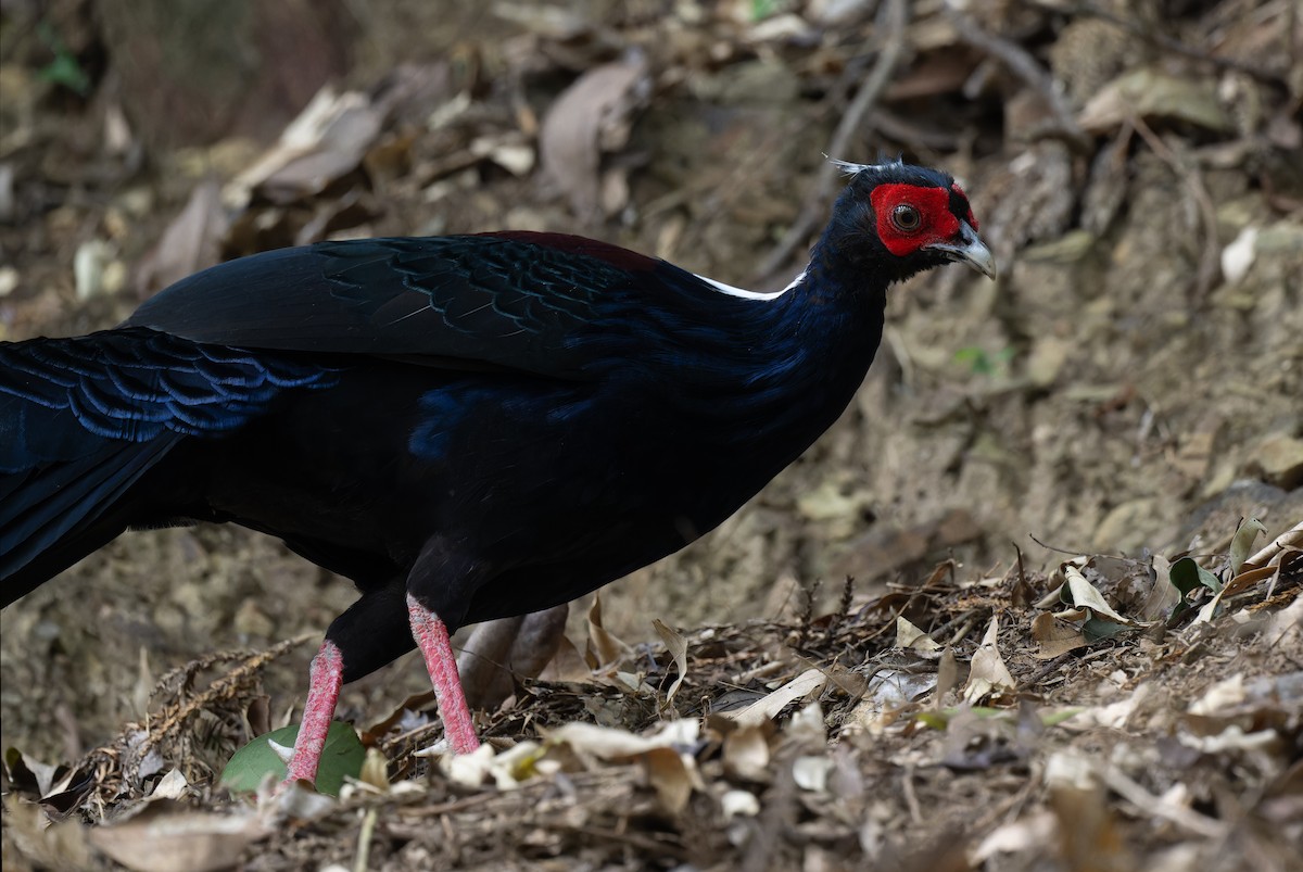 Taiwan Bird Atlas Checklist - 15 Nov 2025 - 9-75 雪山路, 中坑里, 臺中市, TW (24. ...