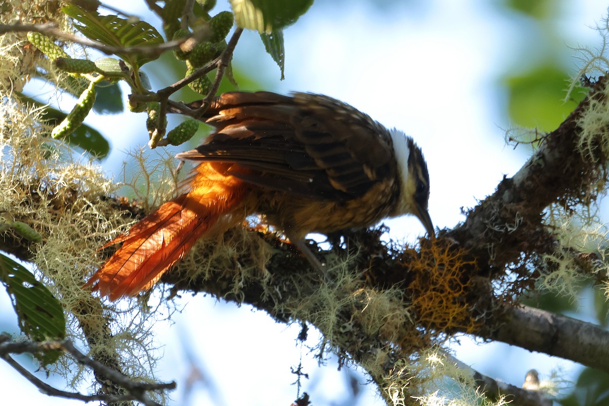 eBird Checklist - 13 Aug 2025 - Auto selected -6.70912, -77.84799 - 6 ...