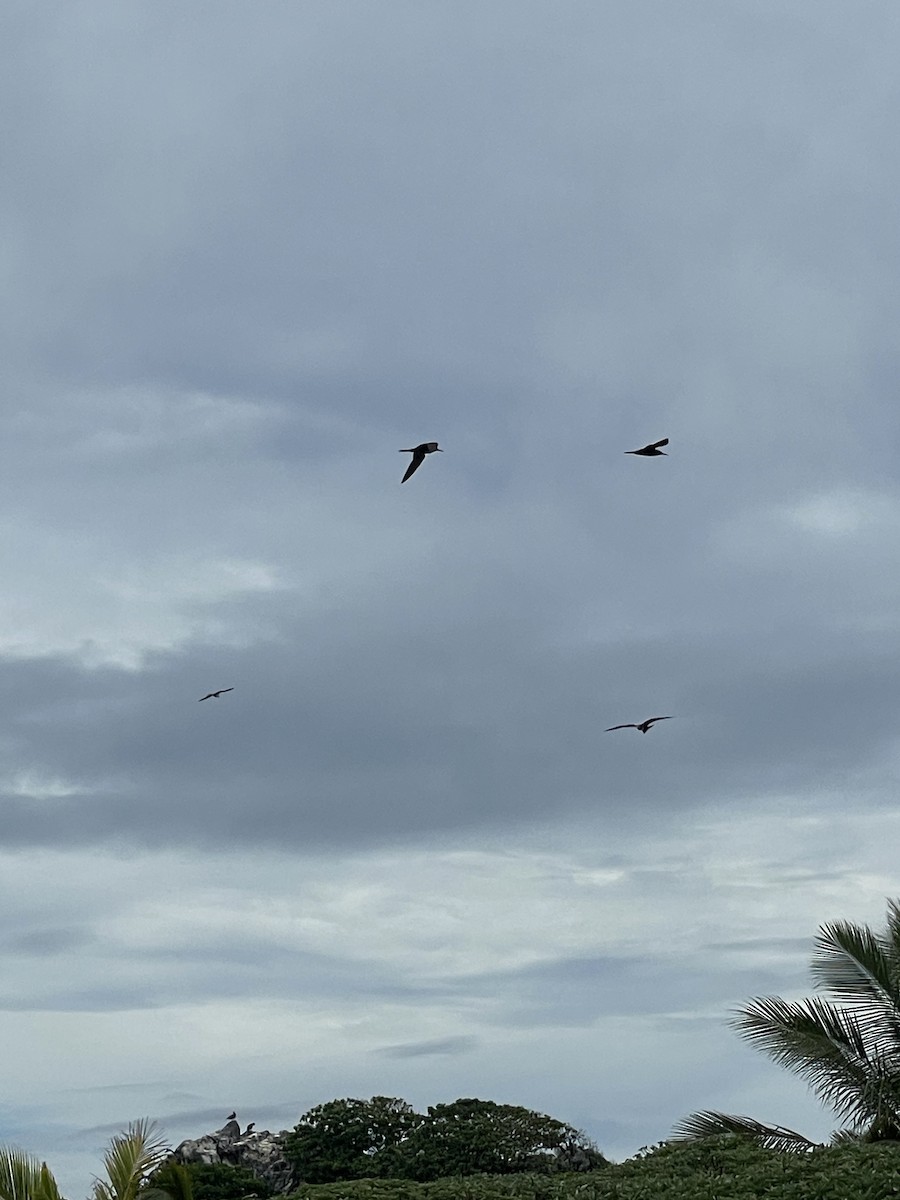 ML645272700 - Habitat - Macaulay Library