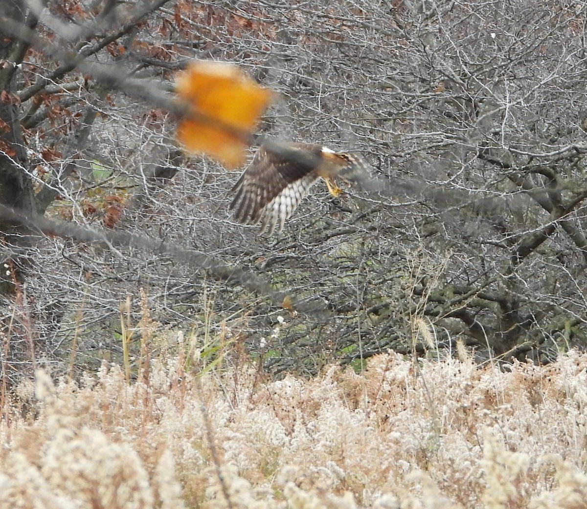 eBird Checklist - 15 Nov 2025 - Montrose Point Bird Sanctuary, Lincoln ...