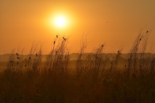 Cone Marsh WMA, Louisa, Iowa, United States - eBird Hotspot