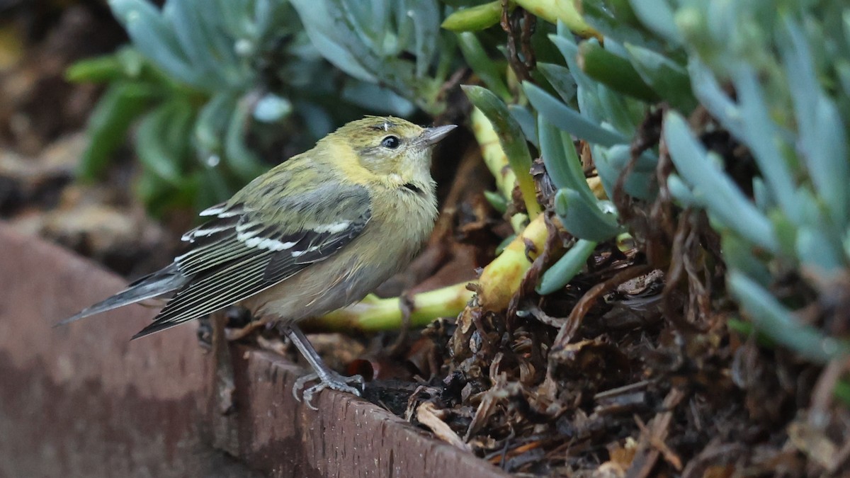 ML645301479 - Bay-breasted Warbler - Macaulay Library