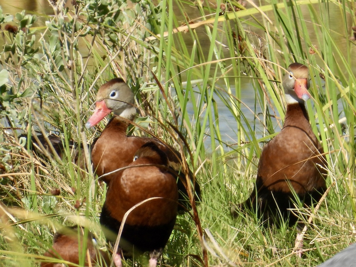 eBird Checklist - 15 Nov 2025 - South Padre Is.--Birding and Nature ...