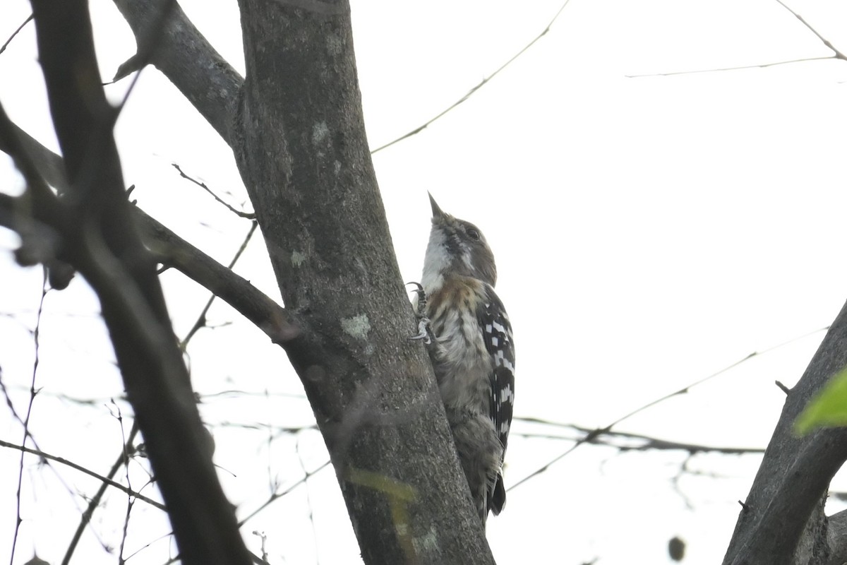 eBird Checklist - 16 Nov 2025 - 狭山市--県営狭山稲荷山公園 (Sayama--Sayama ...
