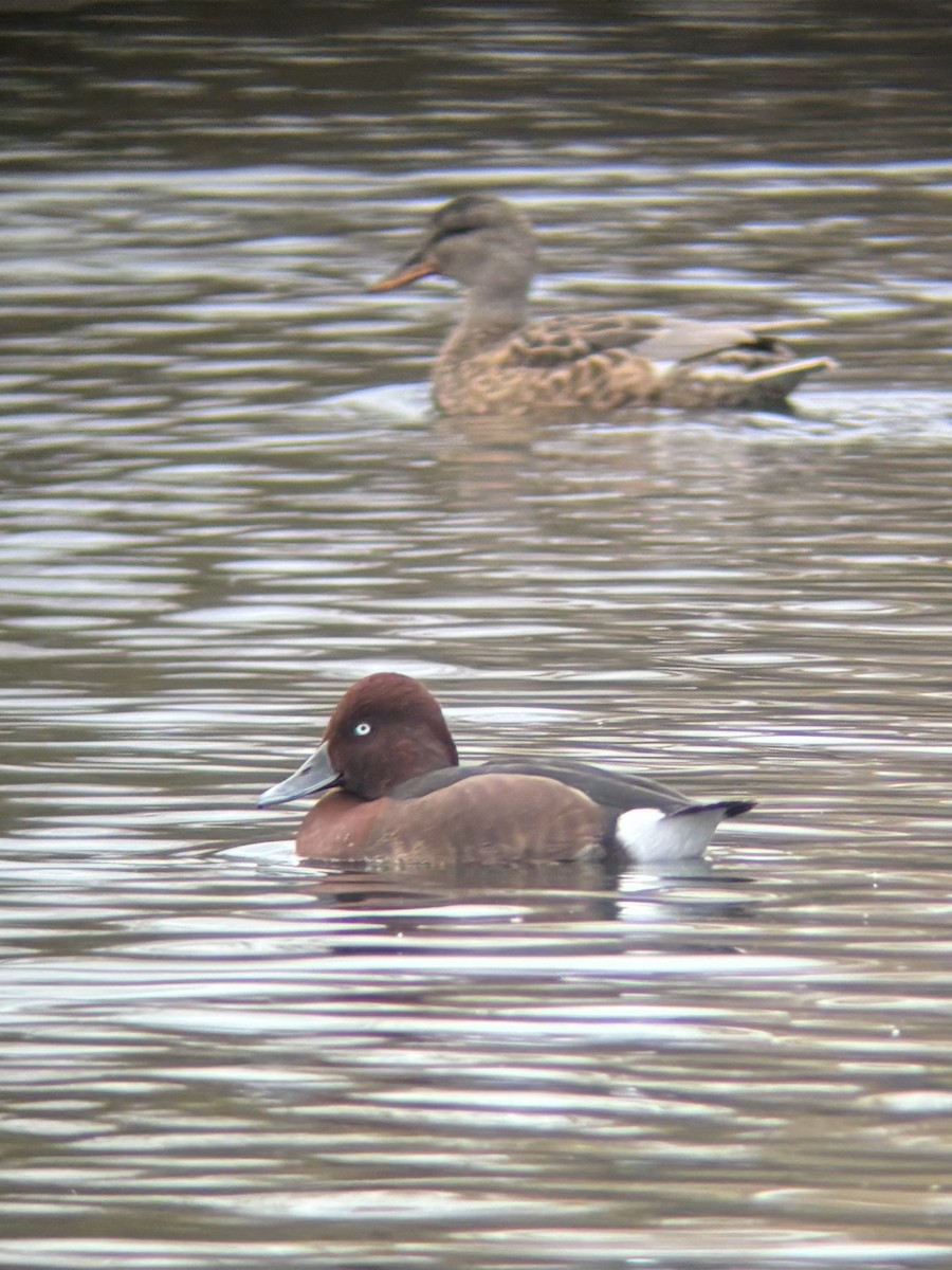 eBird Checklist - 16 Nov 2025 - Grube Fernie - 3 species