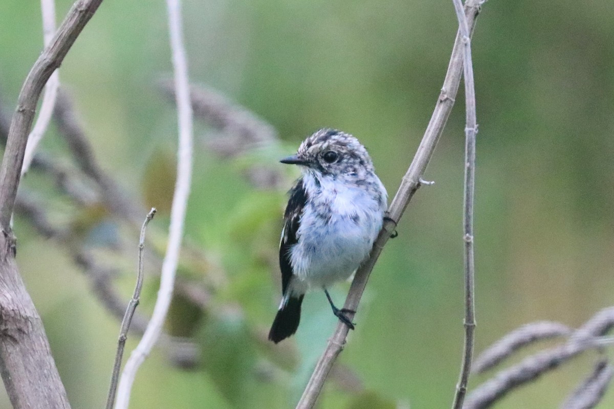 ML645324306 - Little Pied Flycatcher - Macaulay Library