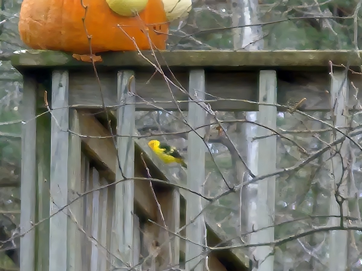 eBird Checklist - 15 Nov 2025 - 170 Alger Road, Stowe, Vermont, US (44. ...