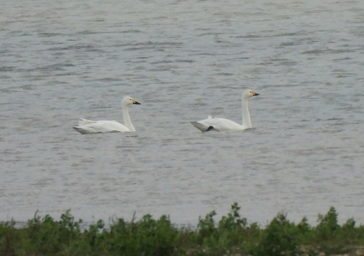 eBird Checklist - 16 Nov 2025 - Abberton Reservoir - 54 species
