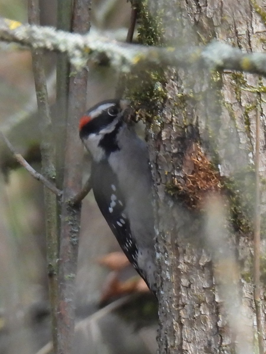 eBird Checklist - 15 Nov 2025 - Ankeny NWR--Rail Trail - 12 species