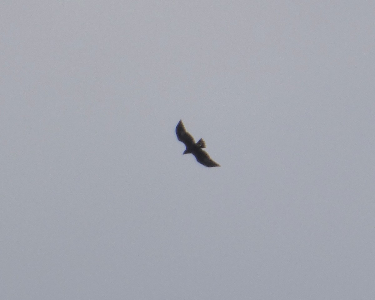eBird Checklist - 16 Nov 2025 - YARD (Ringwood) - 16 species