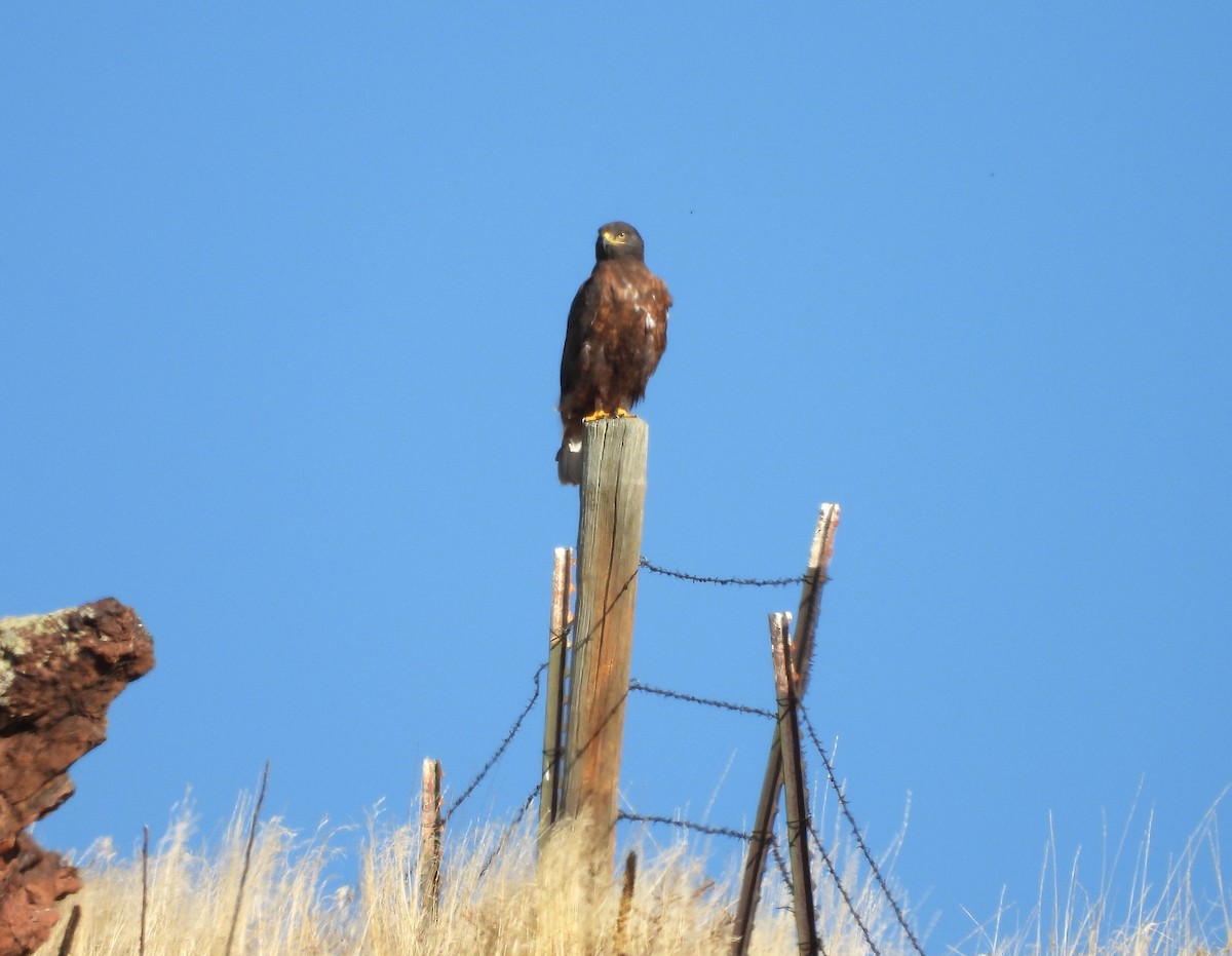 eBird Checklist - 16 Nov 2025 - Lake De Smet - 4 species
