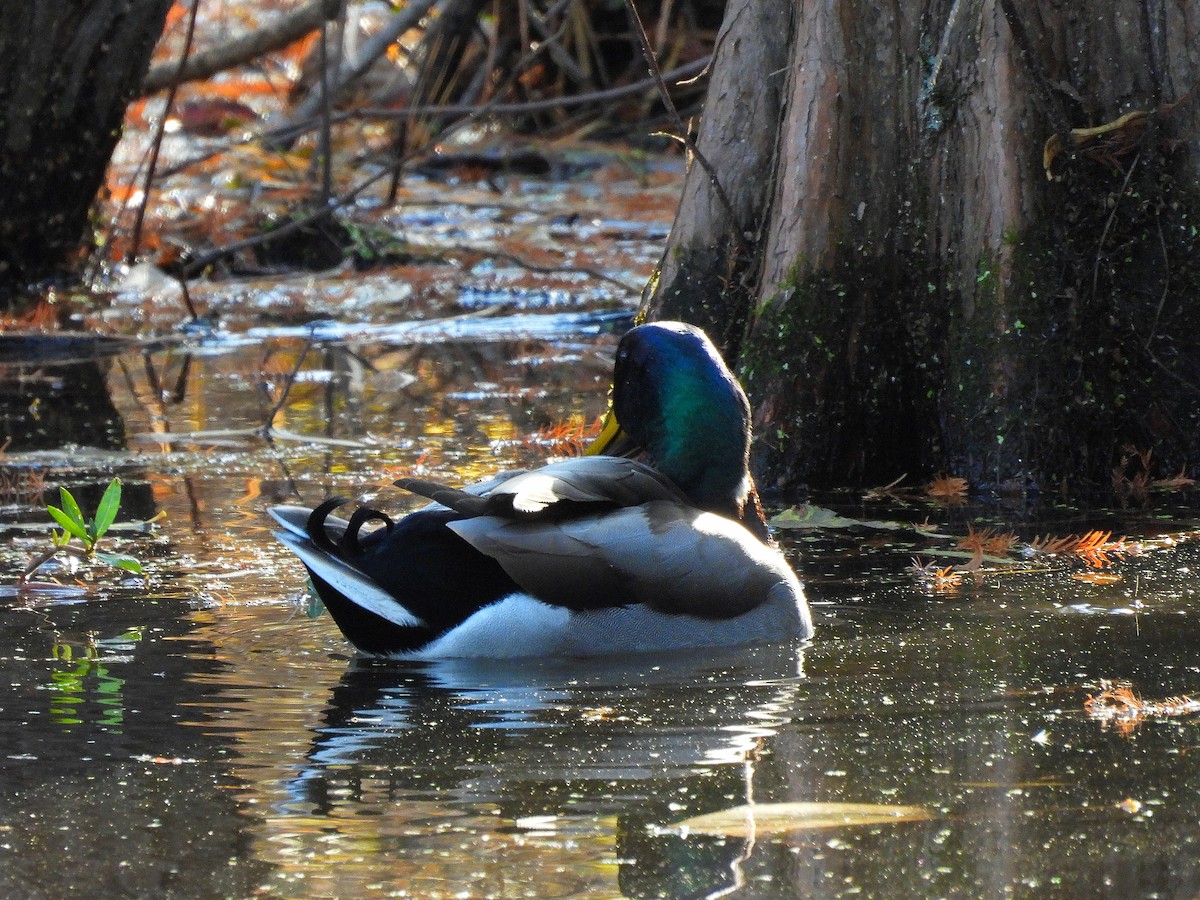eBird Checklist - 16 Nov 2025 - Stumpy Lake Natural Area - 20 species
