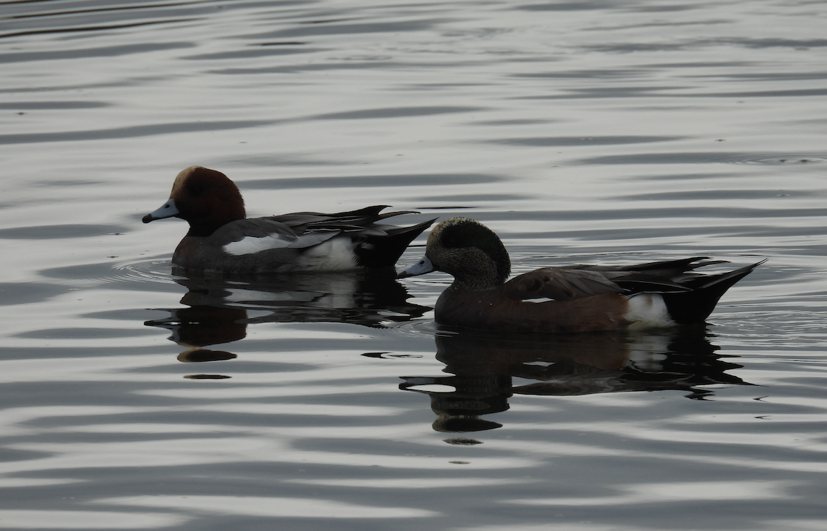 eBird Checklist - 16 Nov 2025 - Arcata Marsh--Oxidation Ponds - 39 species