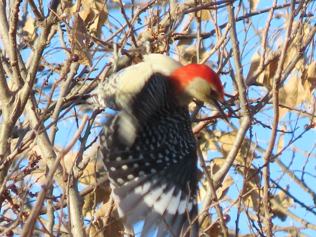 eBird Checklist - 16 Nov 2025 - William P. Pack Memorial Park ...