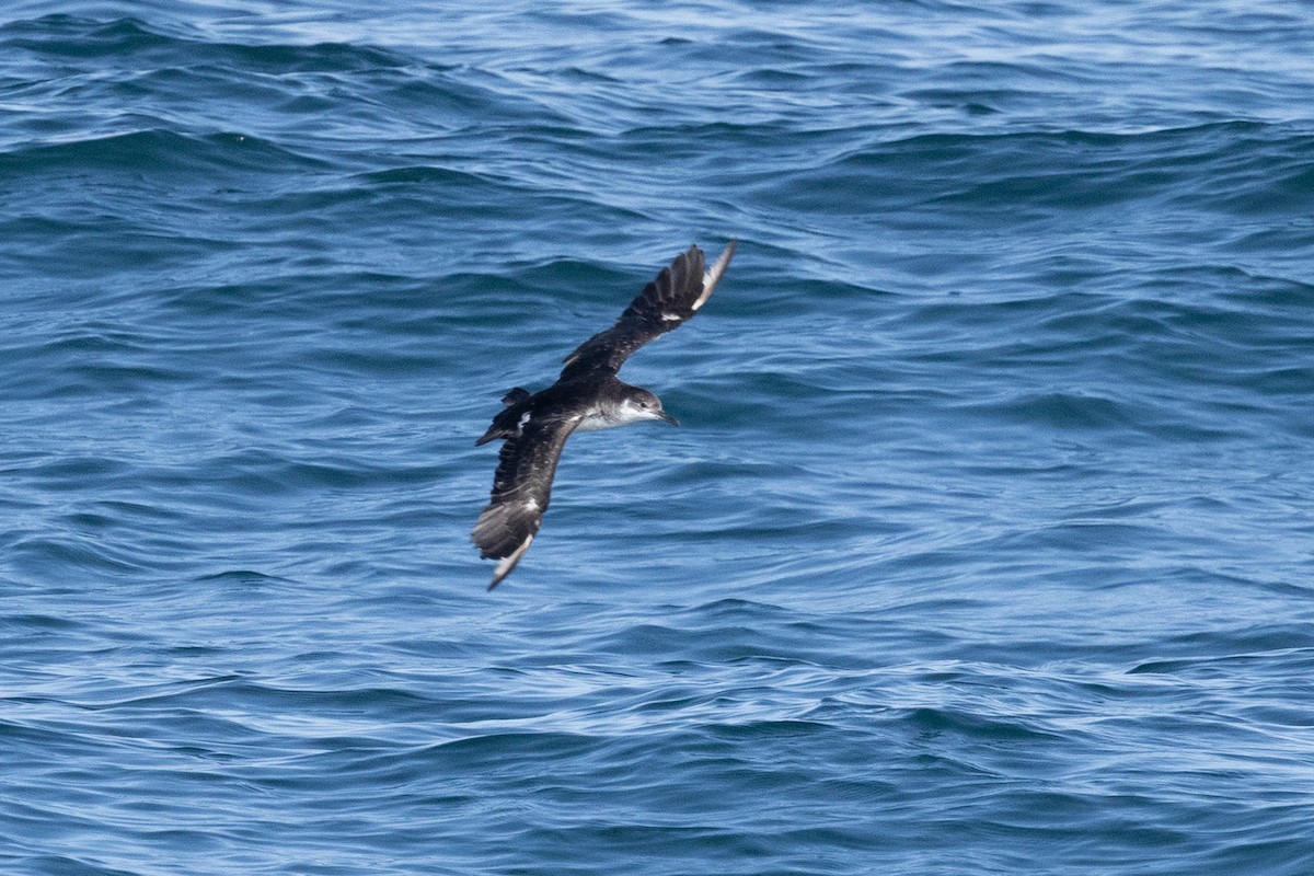 eBird Checklist - 15 Nov 2025 - Cape May Whale Watch & Research Center ...