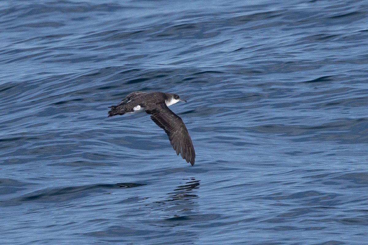 eBird Checklist - 15 Nov 2025 - Cape May Whale Watch & Research Center ...