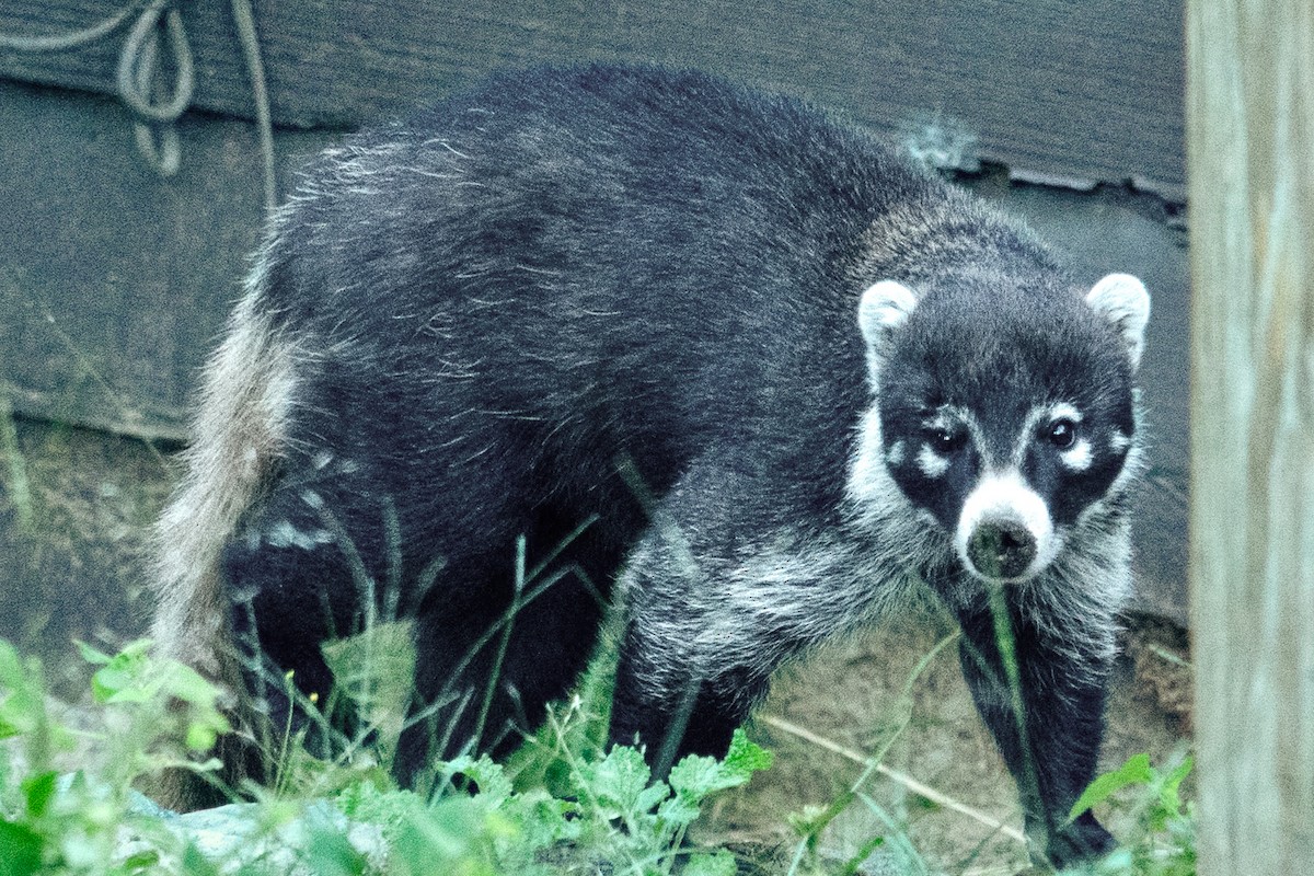 ML645370742 - White-nosed Coati - Macaulay Library