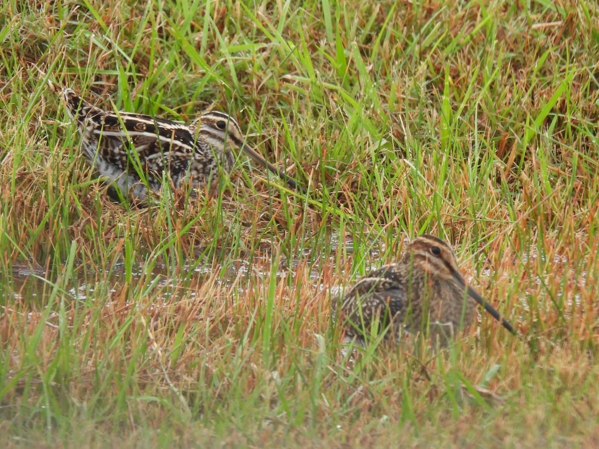eBird Checklist - 25 Oct 2025 - El Franco Lee Park - 7 species