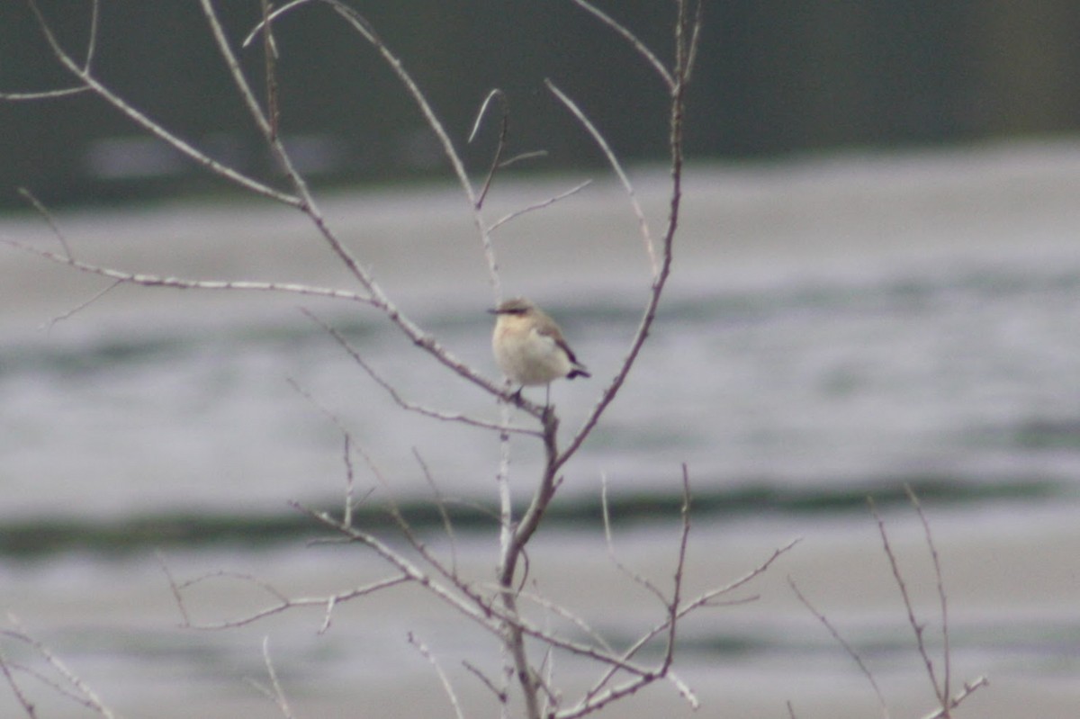 eBird Checklist - 12 Oct 2025 - Rooster Rock SP - 32 species