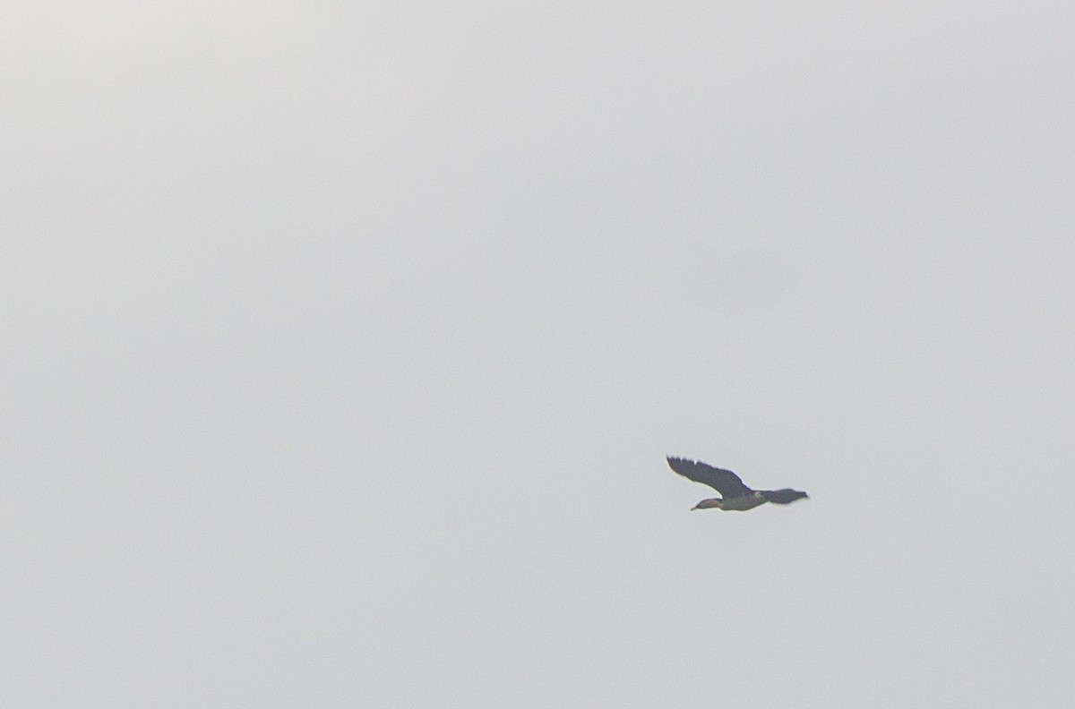 eBird Checklist - 16 Nov 2025 - Boondall Wetlands Reserve - 11 species