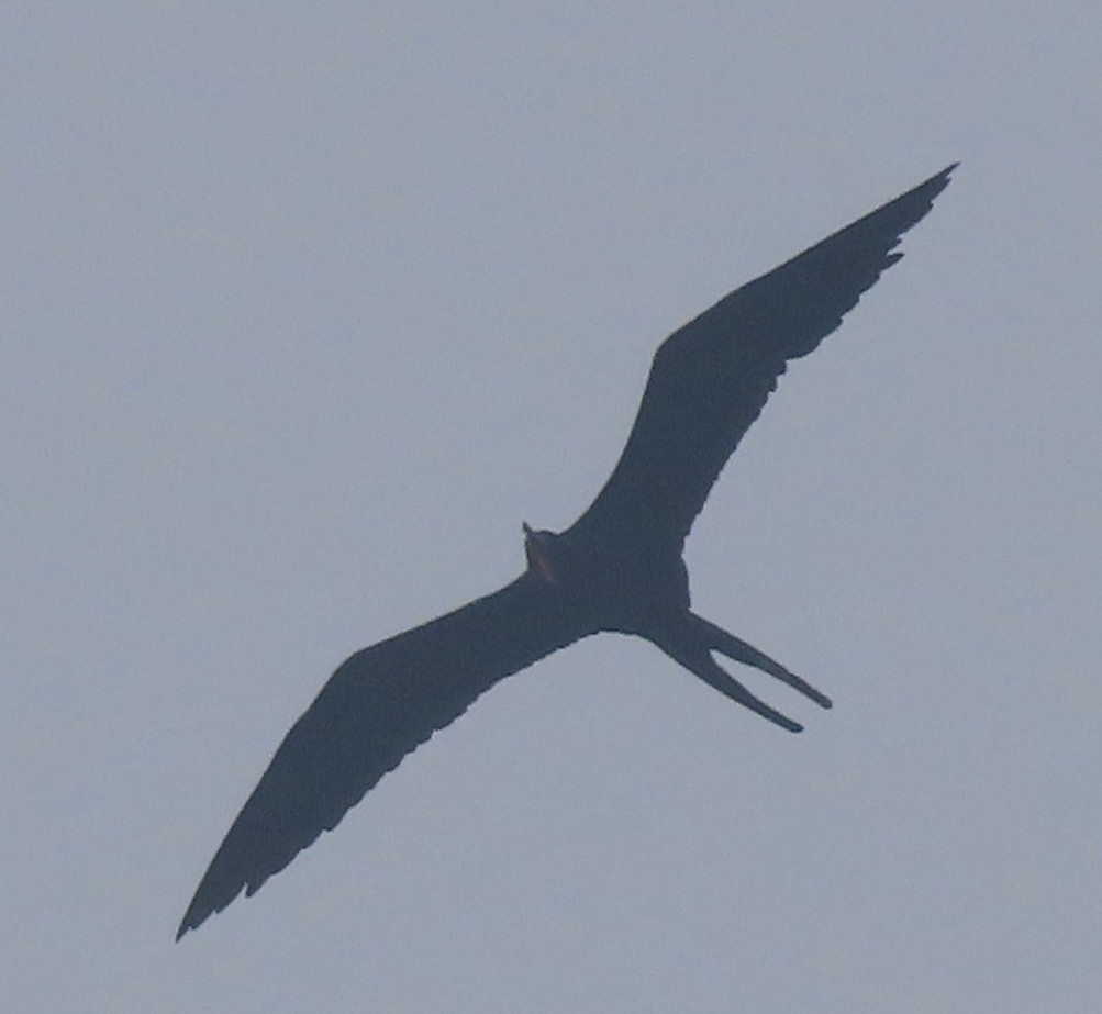 eBird Checklist - 16 Nov 2025 - Cartagena - 10 species