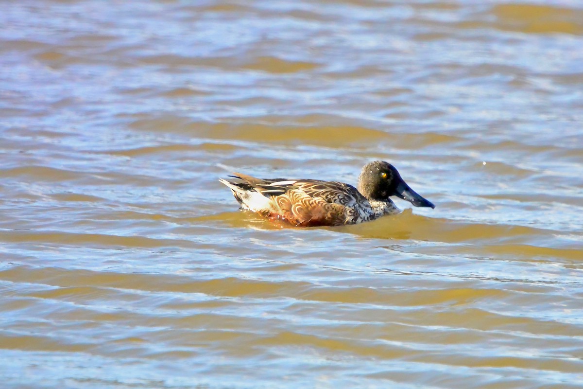 eBird Checklist - 17 Nov 2025 - **HUNTLEY MEADOWS PARK - 38 species