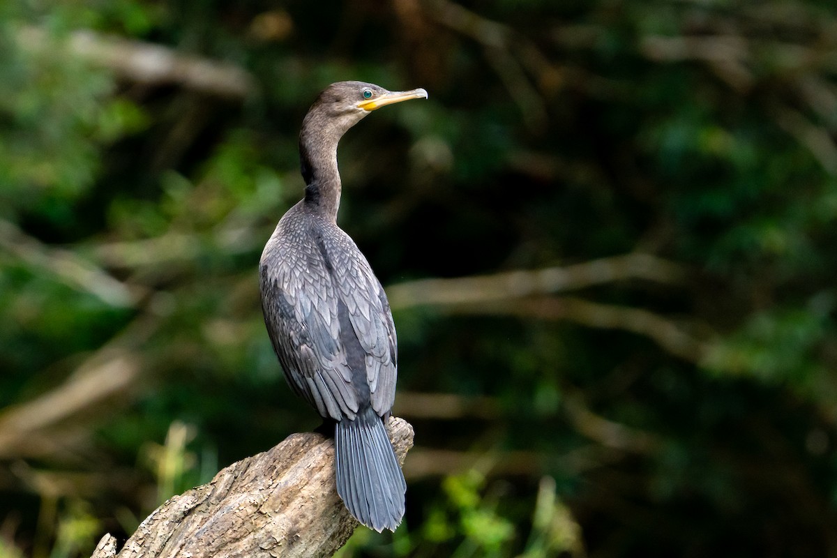 eBird Checklist - 3 Nov 2025 - Macal River 8 kms to Crystal Paradise ...