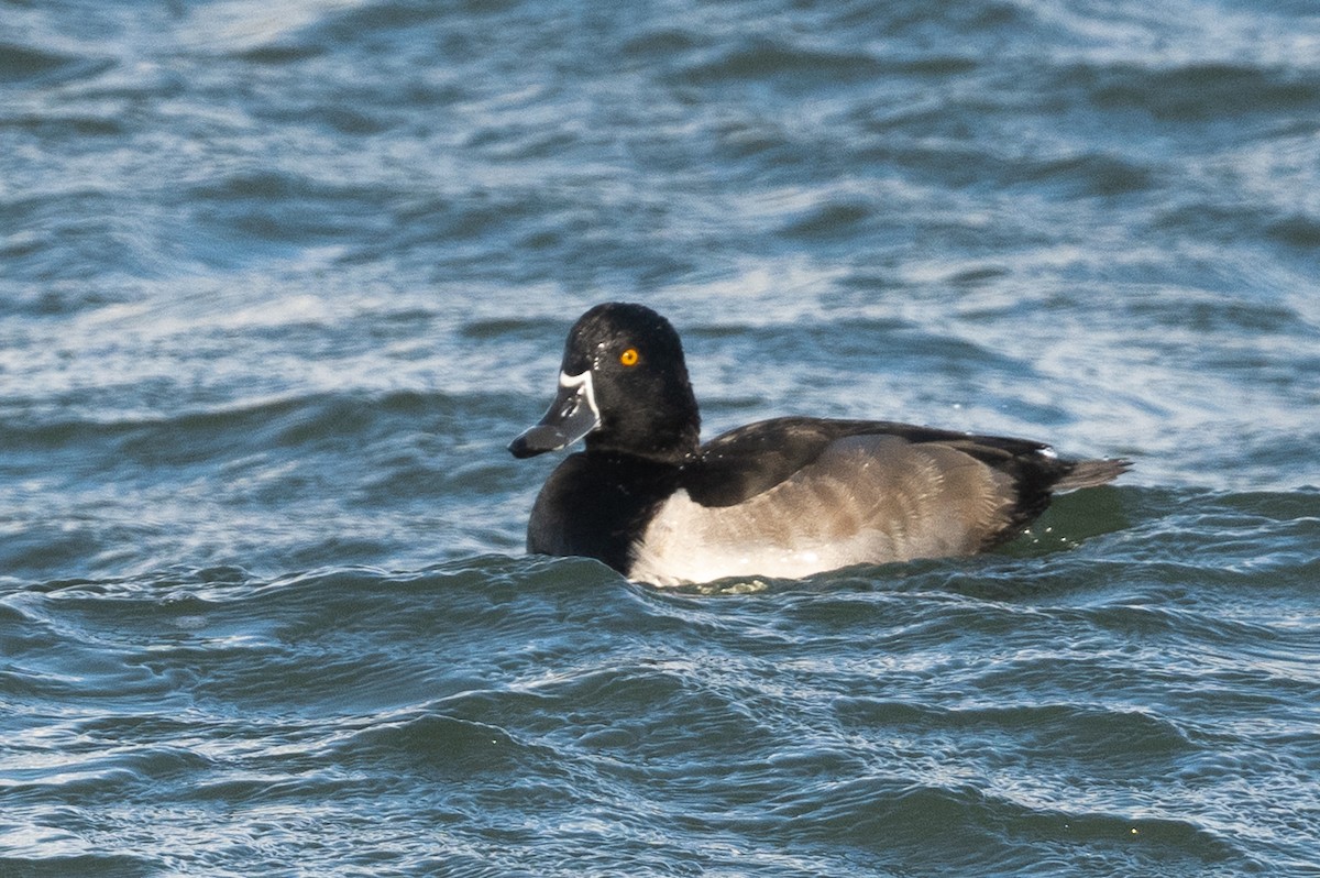 ML645402777 - Ring-necked Duck - Macaulay Library