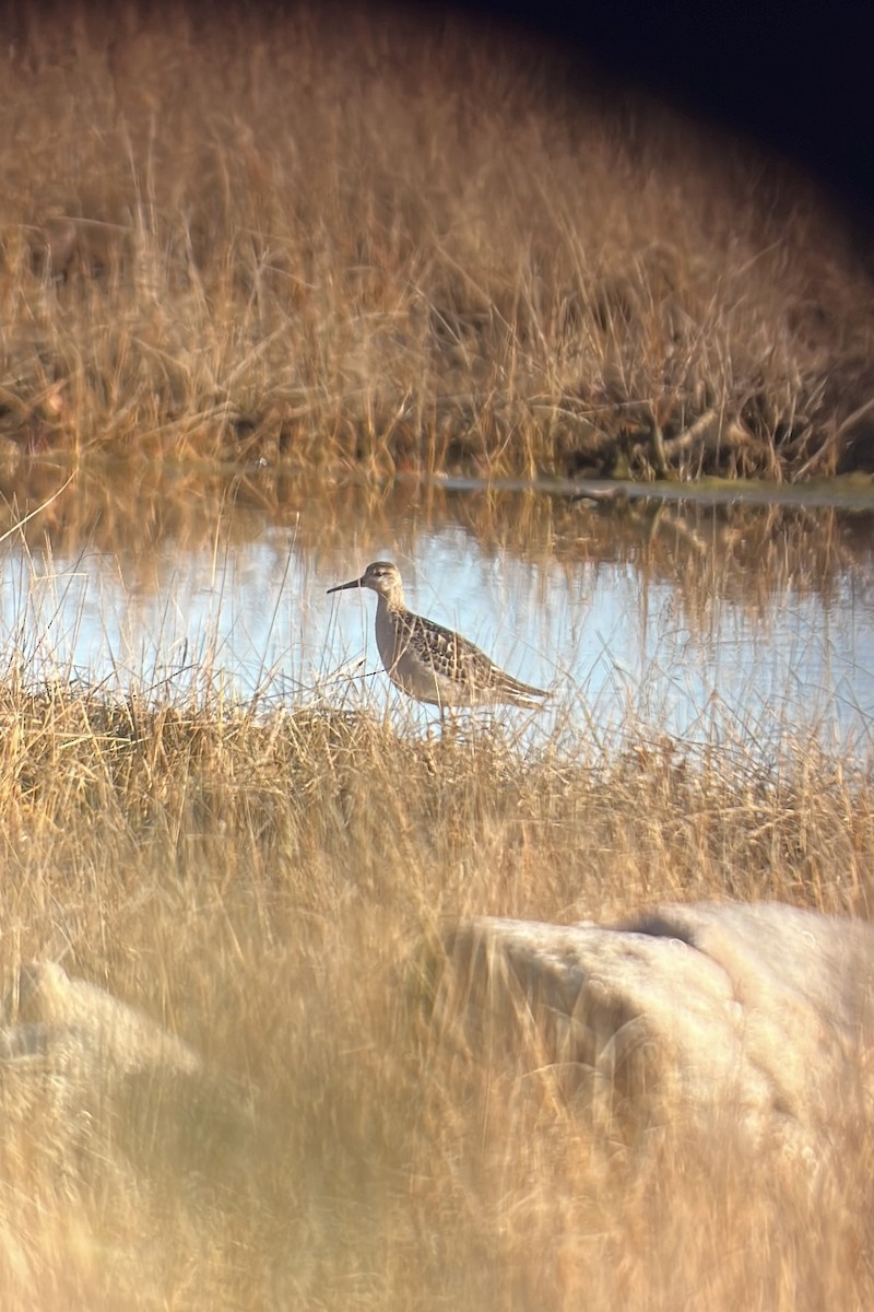 eBird Checklist - 17 Nov 2025 - Barn Island WMA - 24 species