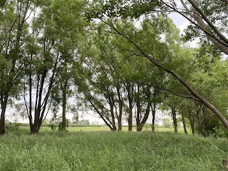 Coes Ford Recreation Reserve, Selwyn District, Canterbury, New Zealand ...