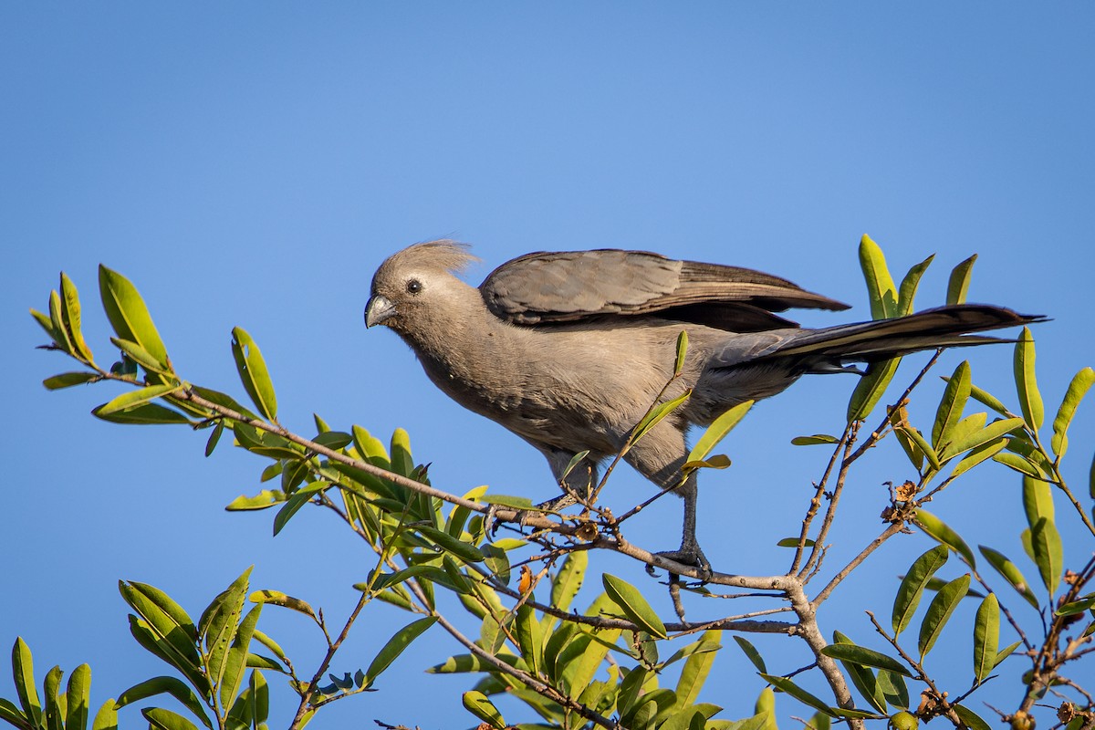 eBird Checklist - 22 Oct 2025 - Kruger NP--Berg-en-Dal Camp - 34 species