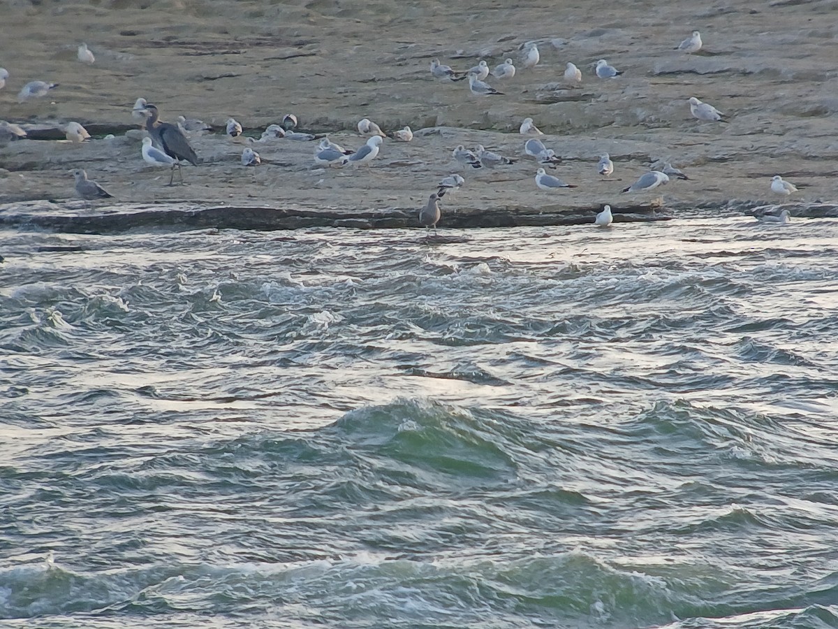 ML645419048 - Iceland Gull (Thayer's) - Macaulay Library