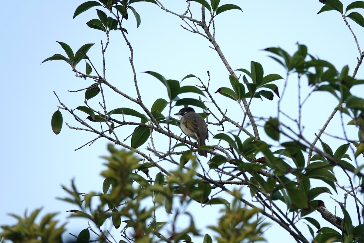 ML645419051 - Light-vented Bulbul - Macaulay Library