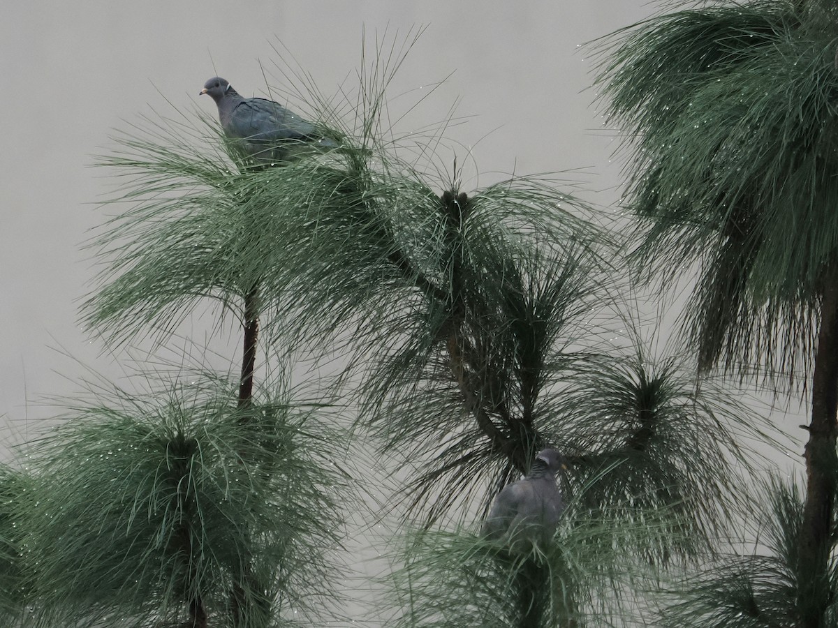 eBird Checklist - 16 Nov 2025 - Avalon Pasadena - 6 species