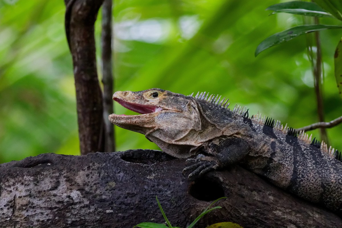 ML645431970 - Black Spiny-tailed Iguana - Macaulay Library