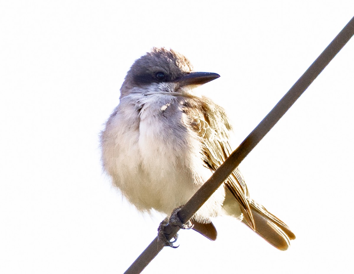 Pennsylvania Bird Atlas Checklist - 18 Nov 2025 - stakeout Gray Kingbird, Liberty Ln./Mt. Eden ...