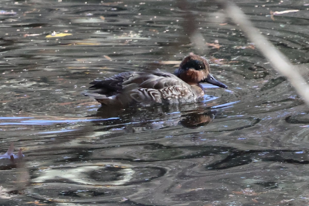 eBird Checklist - 18 Nov 2025 - Prospect Park - 55 species