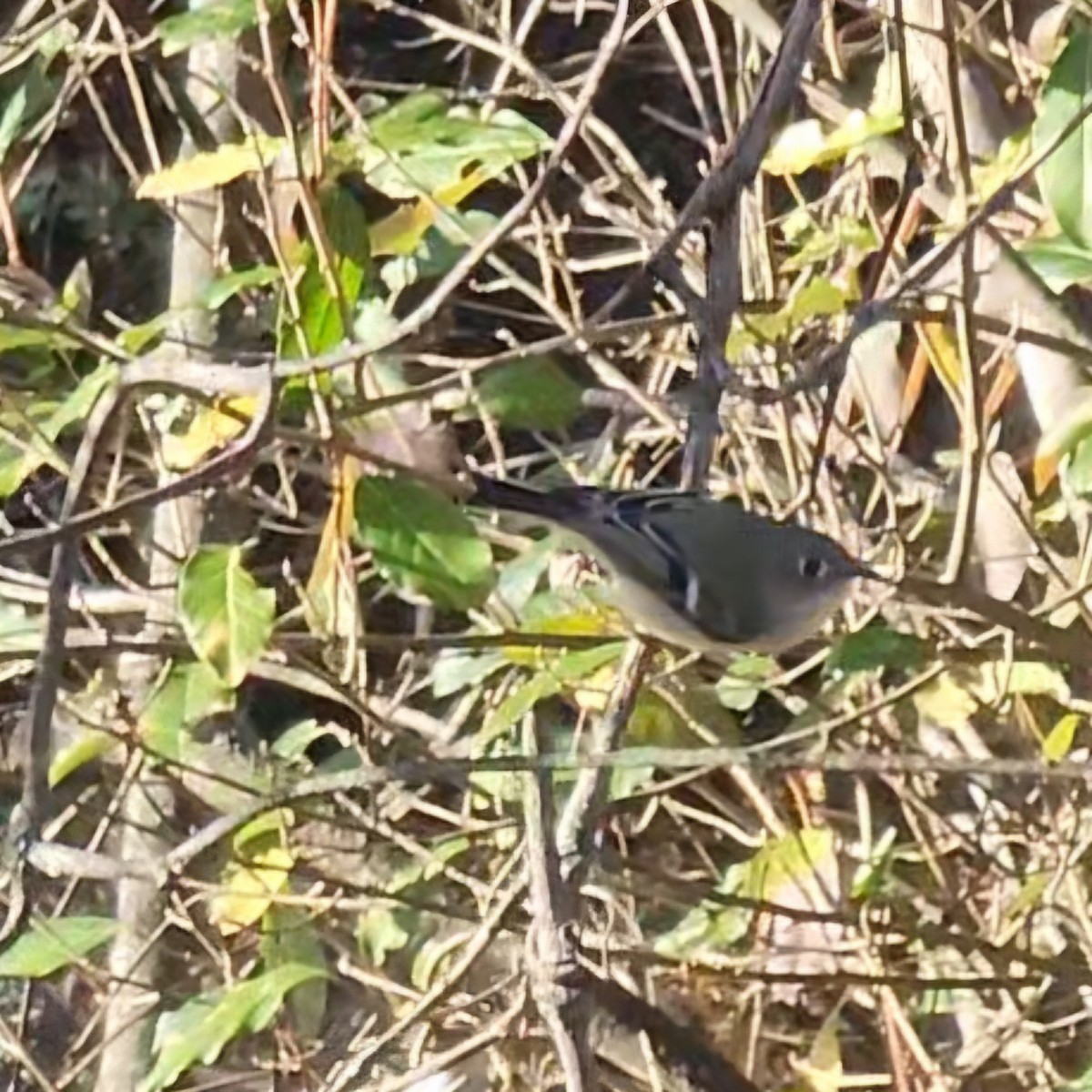 eBird Checklist - 18 Nov 2025 - Spruce Run Reservoir--Boat Launch - 11 ...