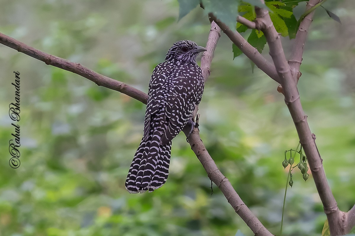 eBird Checklist - 18 Nov 2025 - Doddakannelli Lake - 5 species