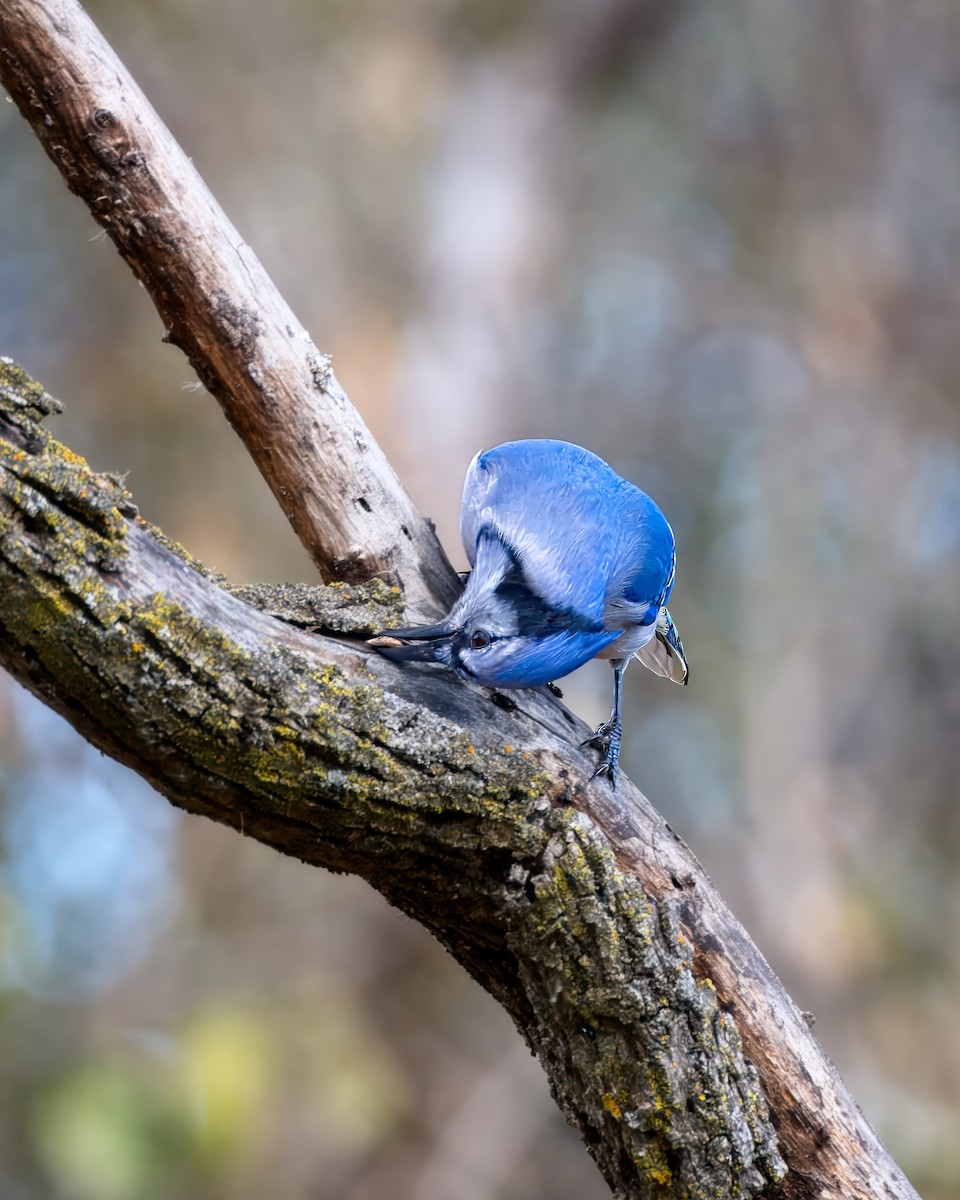 eBird Checklist - 17 Nov 2025 - Nine Springs Natural Area (MMSD ...