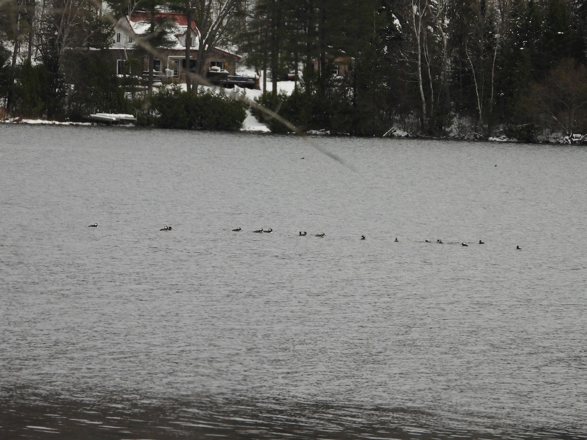 eBird Checklist - 18 Nov 2025 - Lac Maskinongé (cté Les Laurentides ...