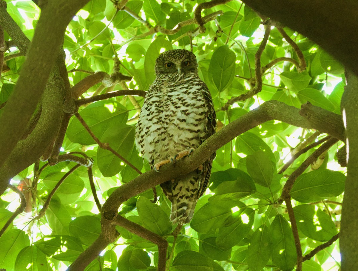 ML645487409 - Powerful Owl - Macaulay Library