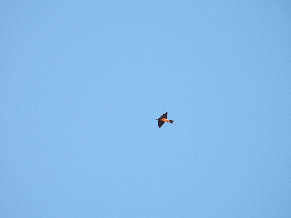 eBird Checklist - 19 Nov 2025 - Mittyack Prange Road Bushland Reserve ...