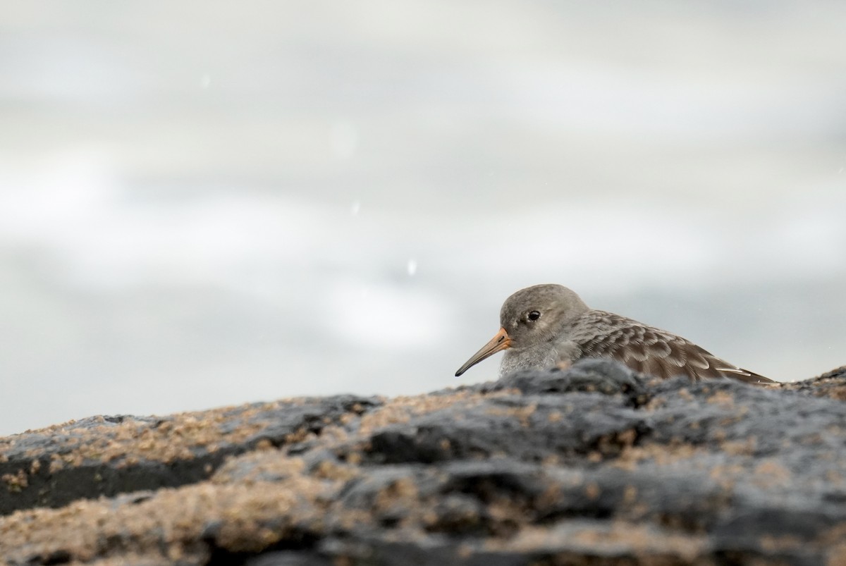 eBird Checklist - 18 Nov 2025 - Battery Rocks - 11 species