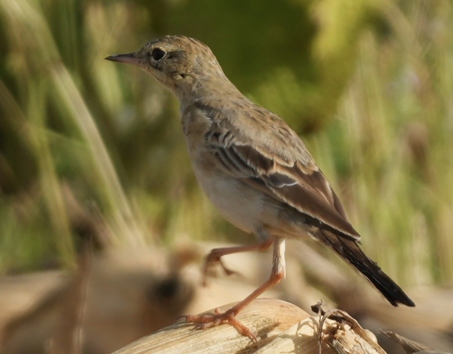 ML645491575 - Tawny Lark - Macaulay Library