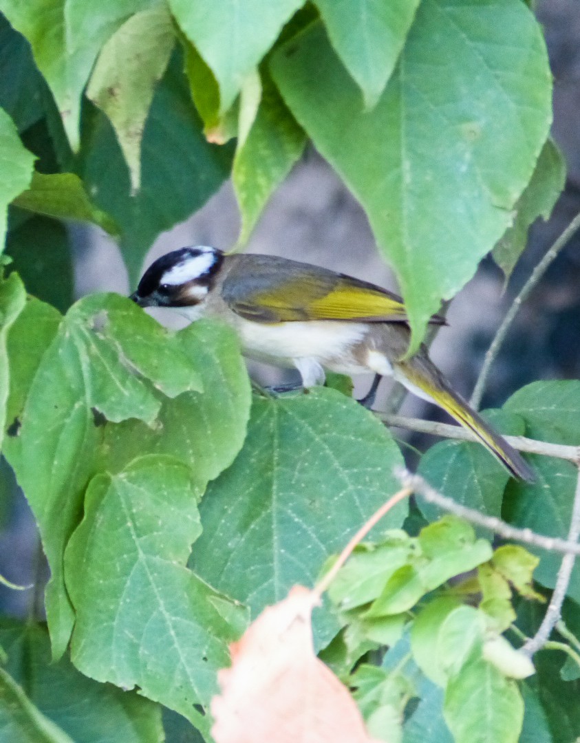 ML645493424 - Light-vented Bulbul - Macaulay Library