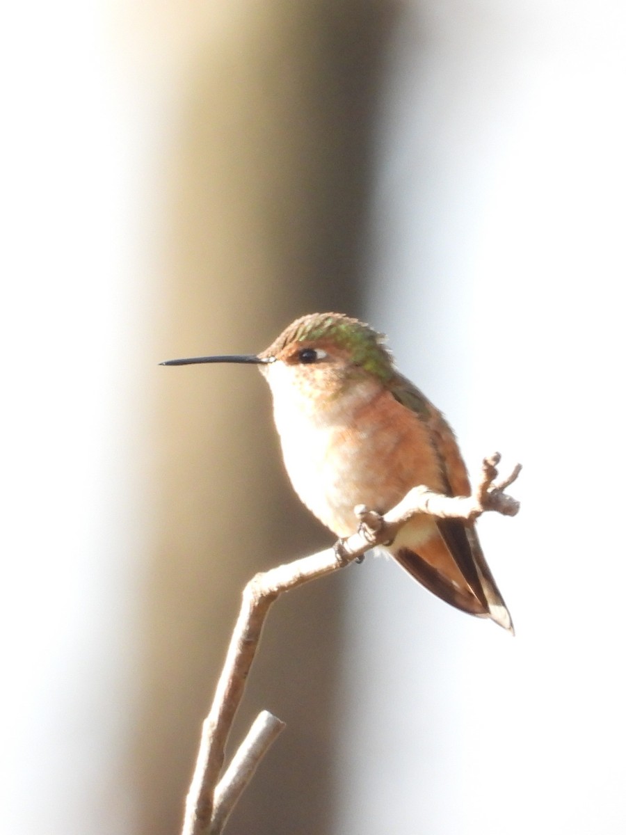 eBird Checklist - 19 Nov 2025 - stakeout Rufous Hummingbird, Columbus ...
