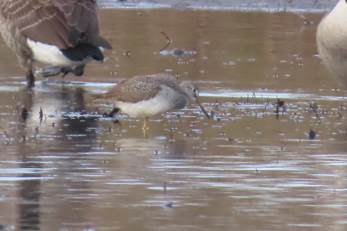 eBird Checklist - 19 Nov 2025 - Overpeck County Park--Henry Hoebel Area ...