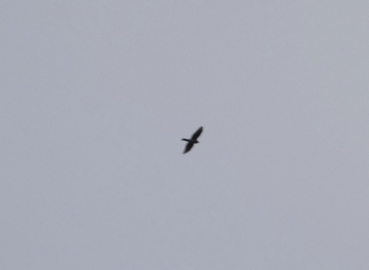 eBird Checklist - 19 Nov 2025 - YARD (Ringwood) - 26 species